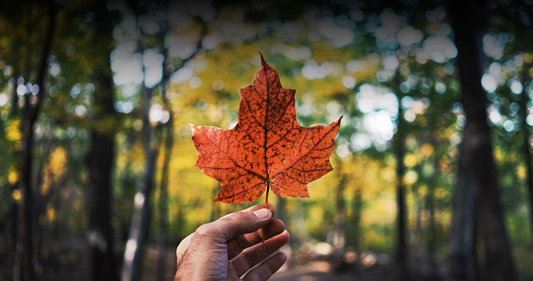 What is it About the Maple Leaf, Anyway? | The Royal Canadian Mint