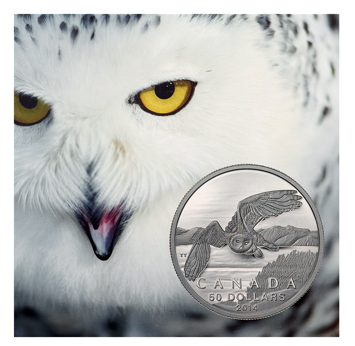 $50 for $50 Fine Silver Coin - Snowy Owl (2014) | The Royal Canadian Mint