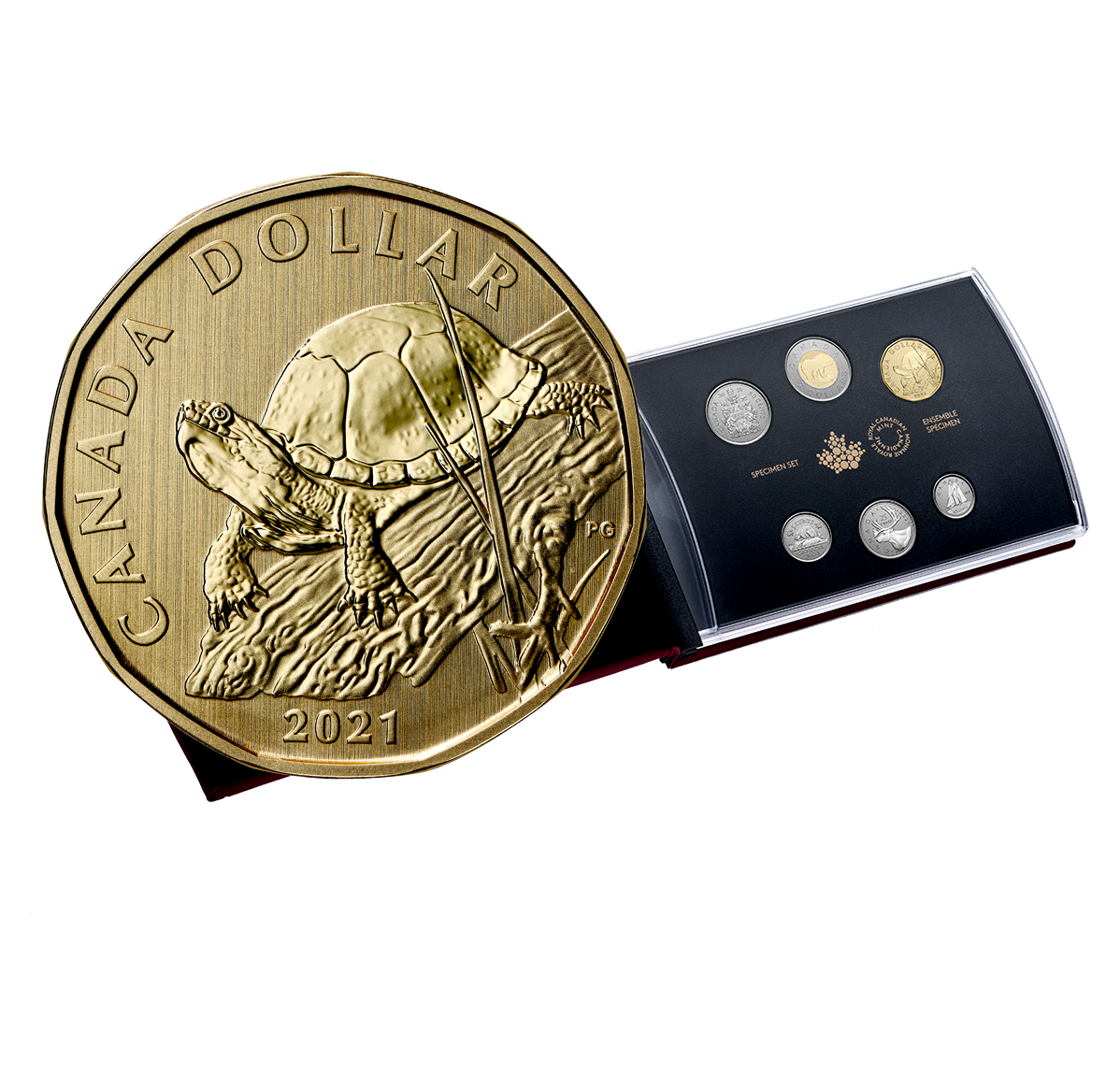 6-Coin Specimen Set - Blanding's Turtle (2021) | The Royal Canadian Mint